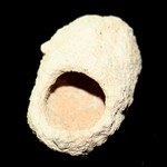 Miscellaneous Fossils