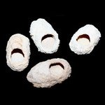 Miscellaneous Fossils