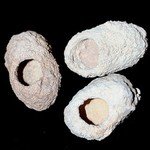 Miscellaneous Fossils