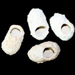 Miscellaneous Fossils