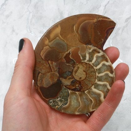 Ammonite Fossils | Ammonite Fossil Gift Box - Medium