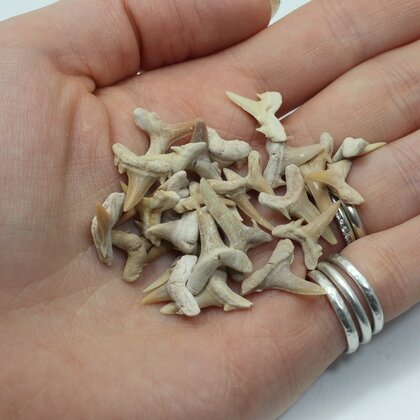 Bag of Fossilised Shark Teeth - Mixed Sizes