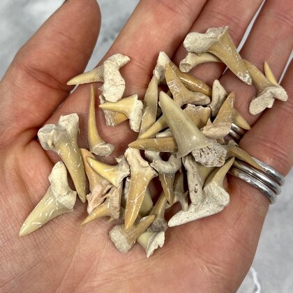 Fossilised Teeth