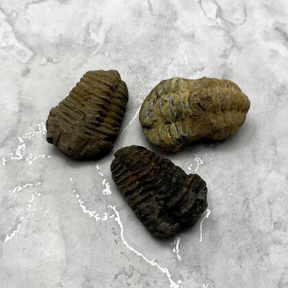 Calymene Trilobite Gift Box - Small
