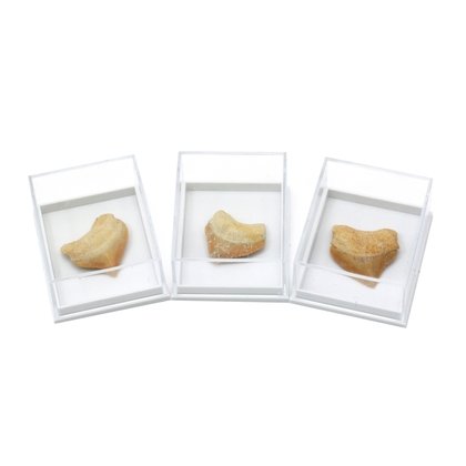 Fossilised Crow Shark Corax Tooth - Small
