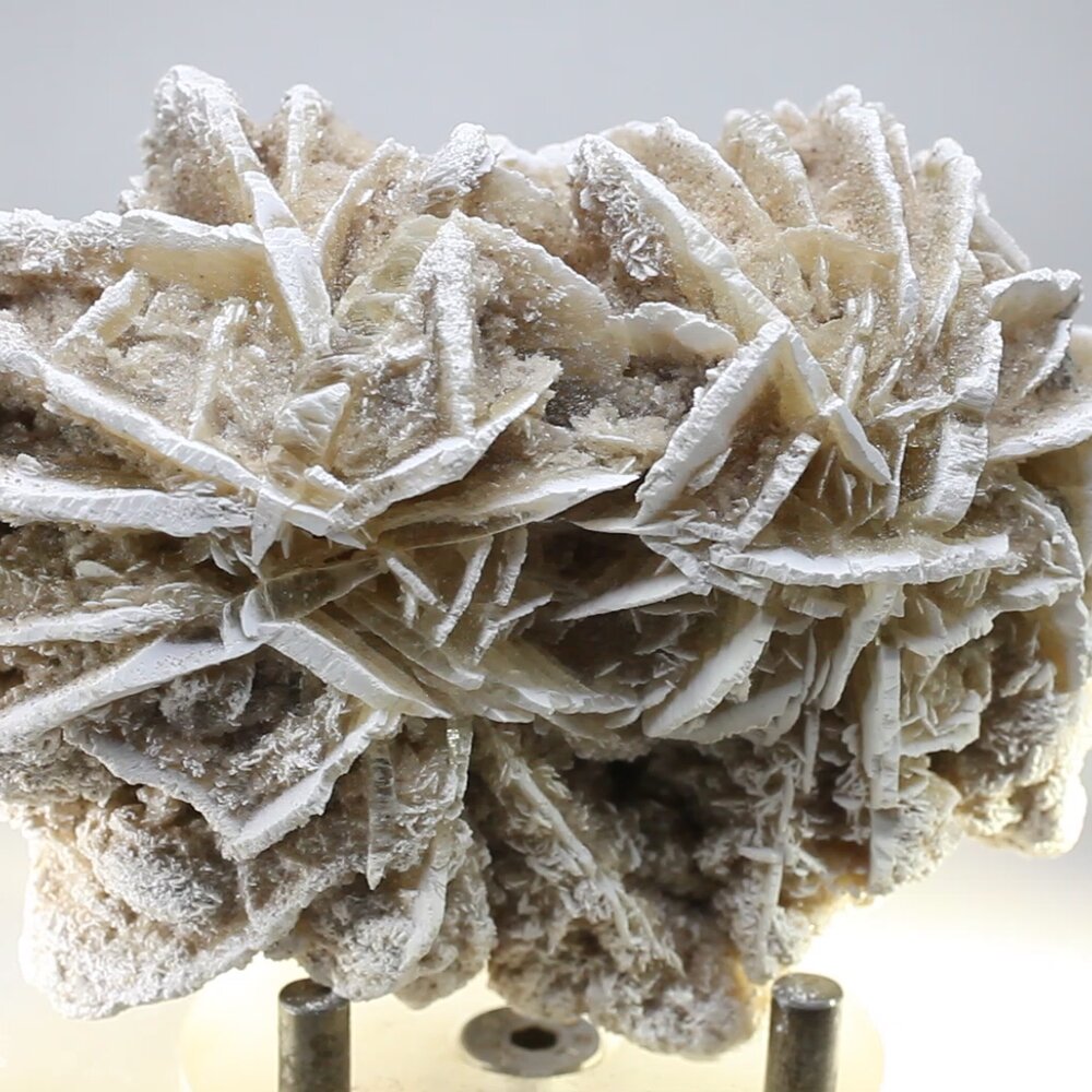 Desert Rose