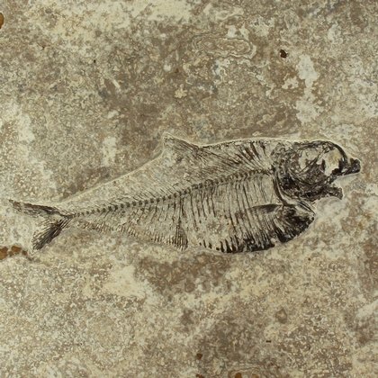 Collector's Fossils | Fossil Fish Plate - Diplomystus ~27cm