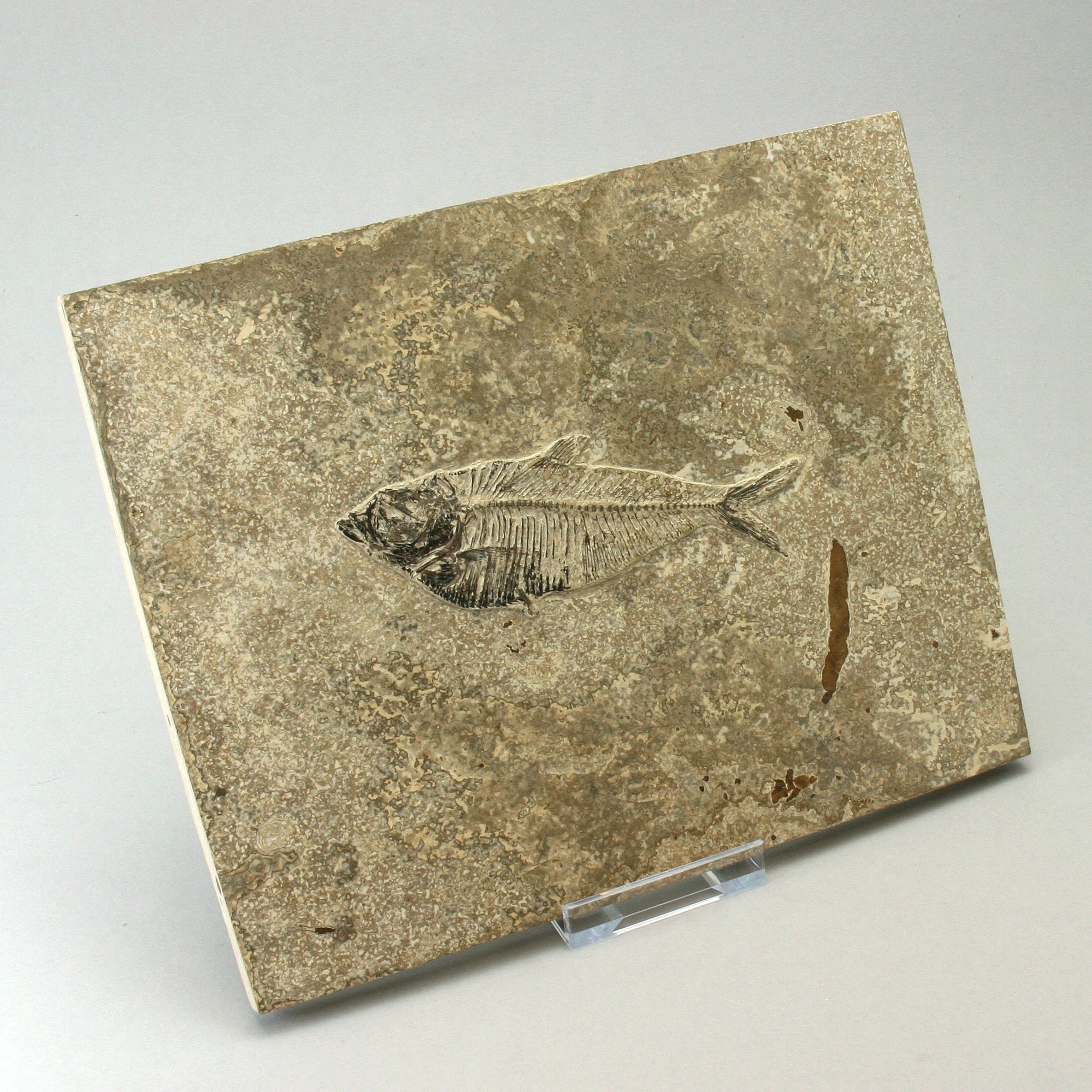Fish Fossils