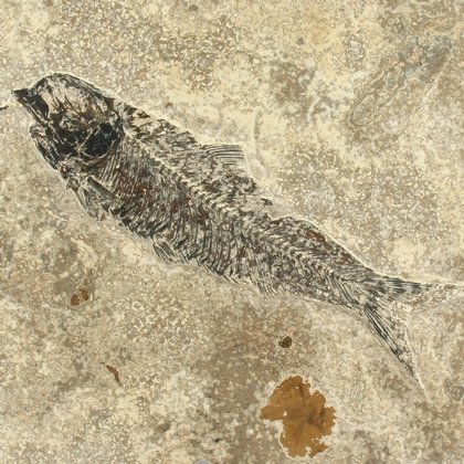 Fossil Fish Plate - Diplomystus ~26 x 21cm