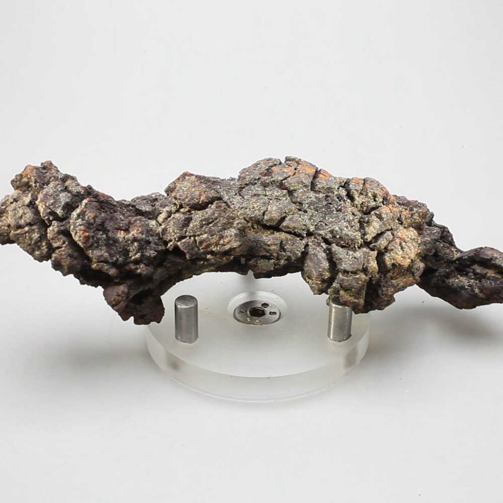 Miscellaneous Fossils