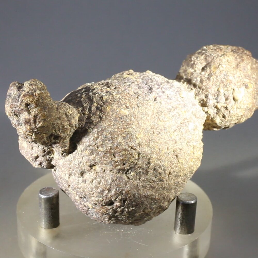 Miscellaneous Fossils