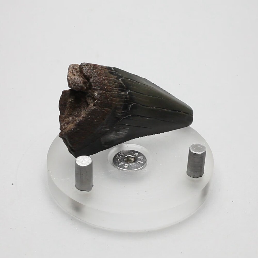 Fossilised Teeth