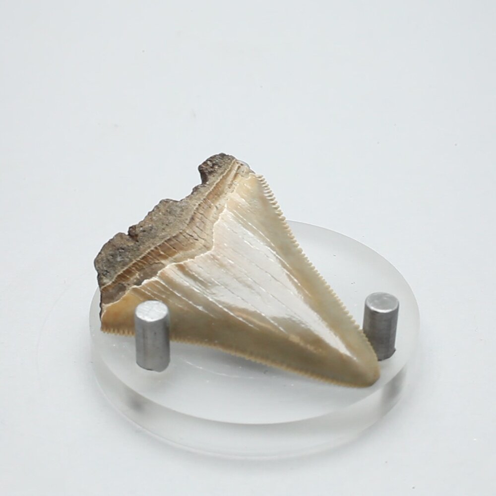 Gifts For Kids | Fossilised Megalodon Tooth ~42mm