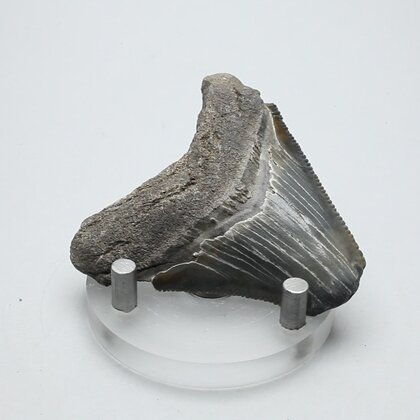Fossilised Teeth