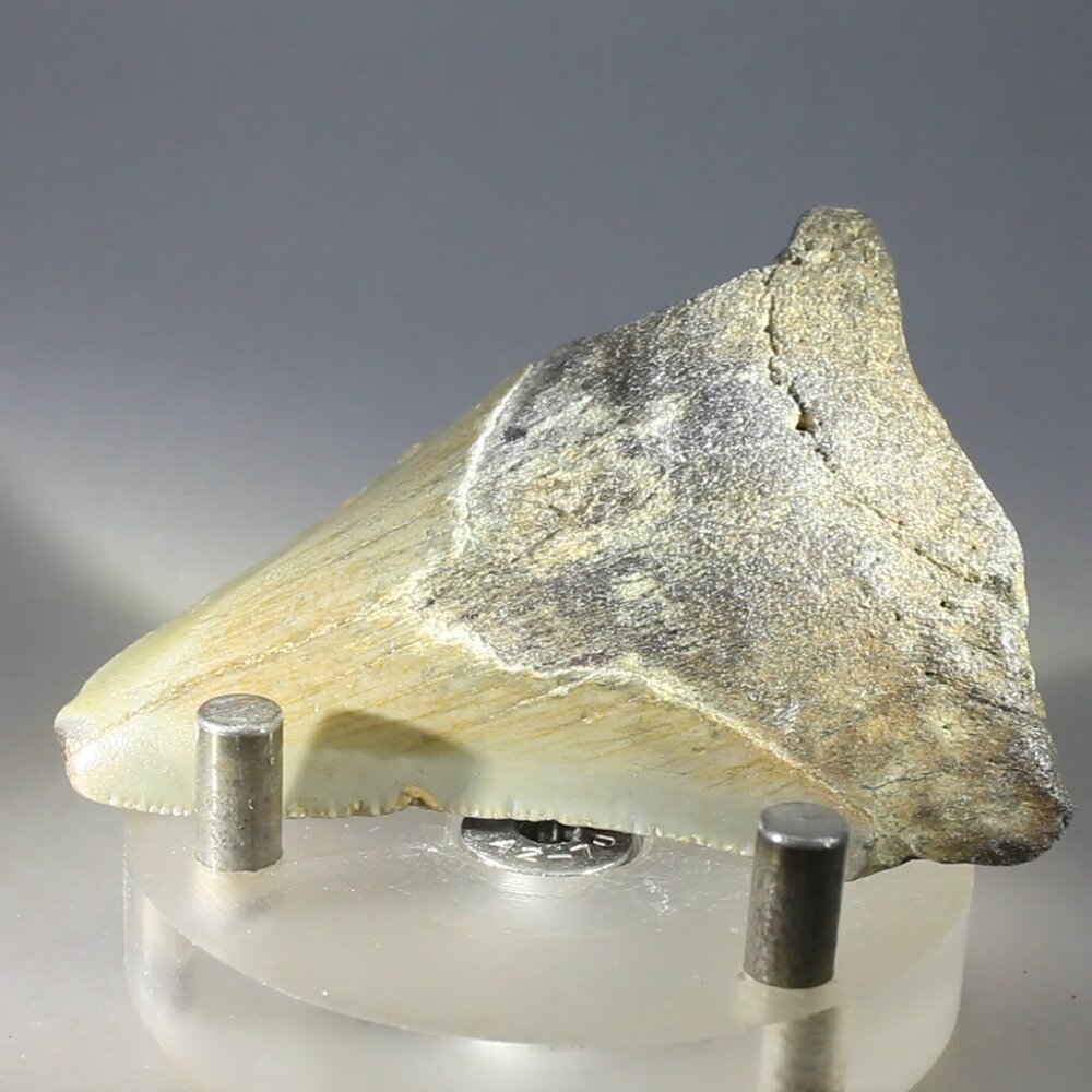 Fossilised Teeth