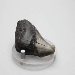 Fossilised Teeth