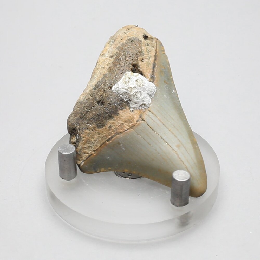 Fossilised Megalodon Tooth ~56mm