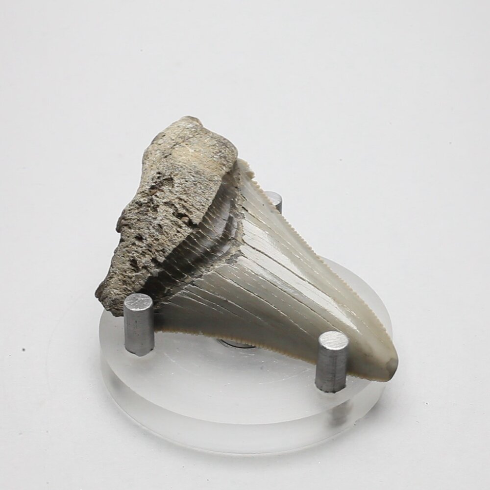 Fossilised Teeth
