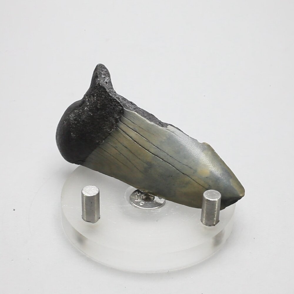 Fossilised Teeth