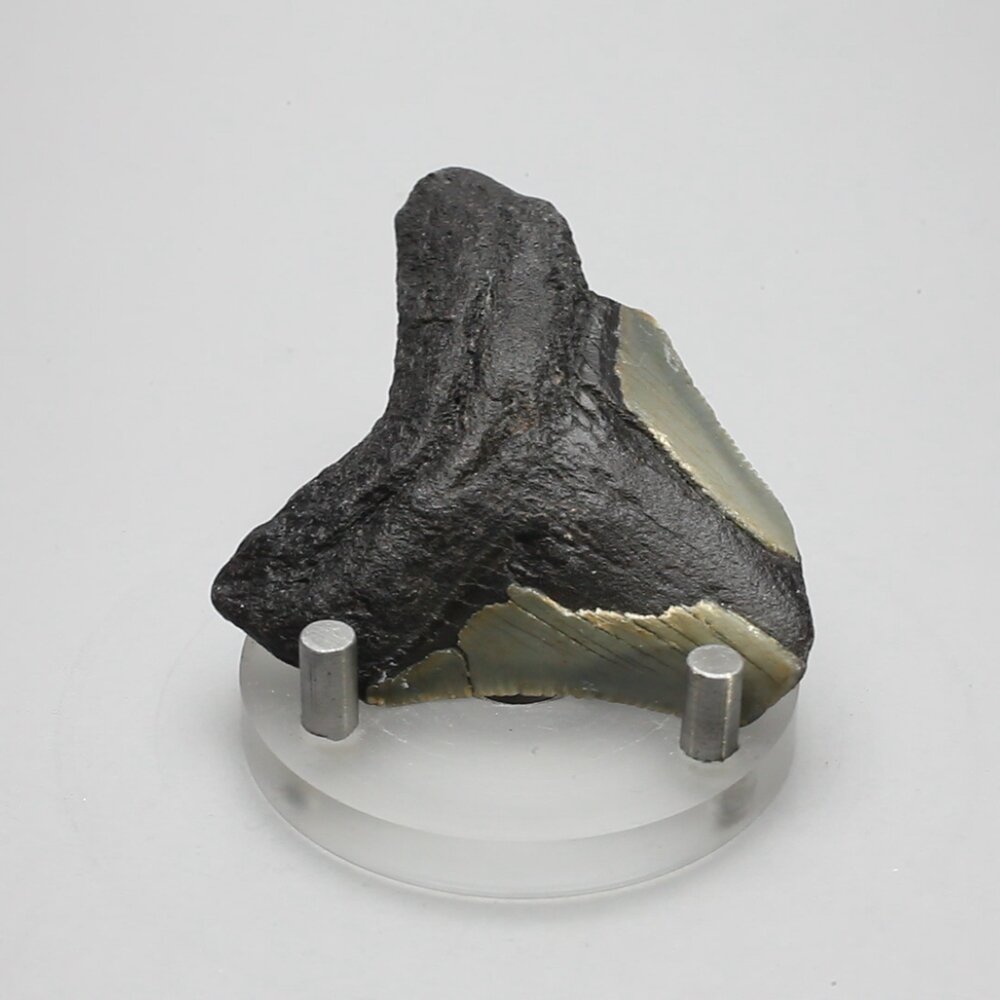 Fossilised Teeth