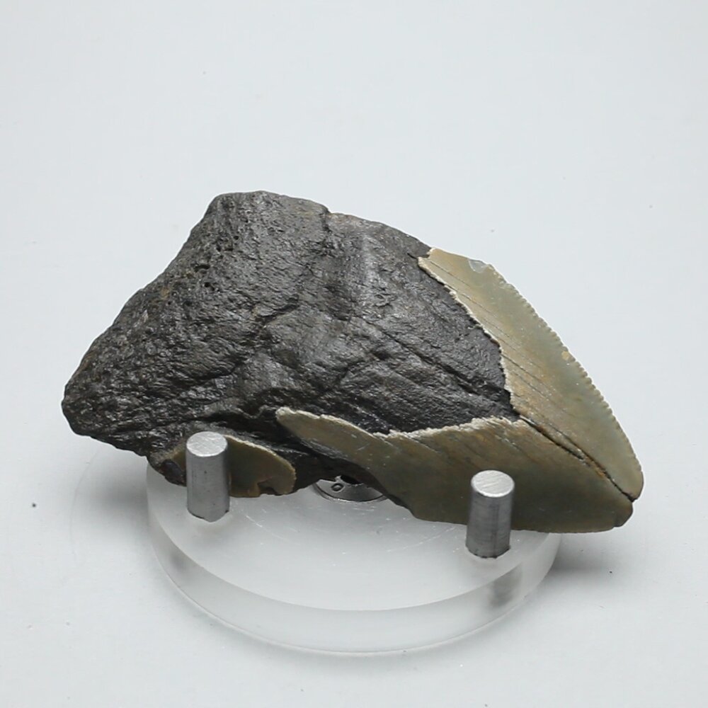 Fossilised Teeth