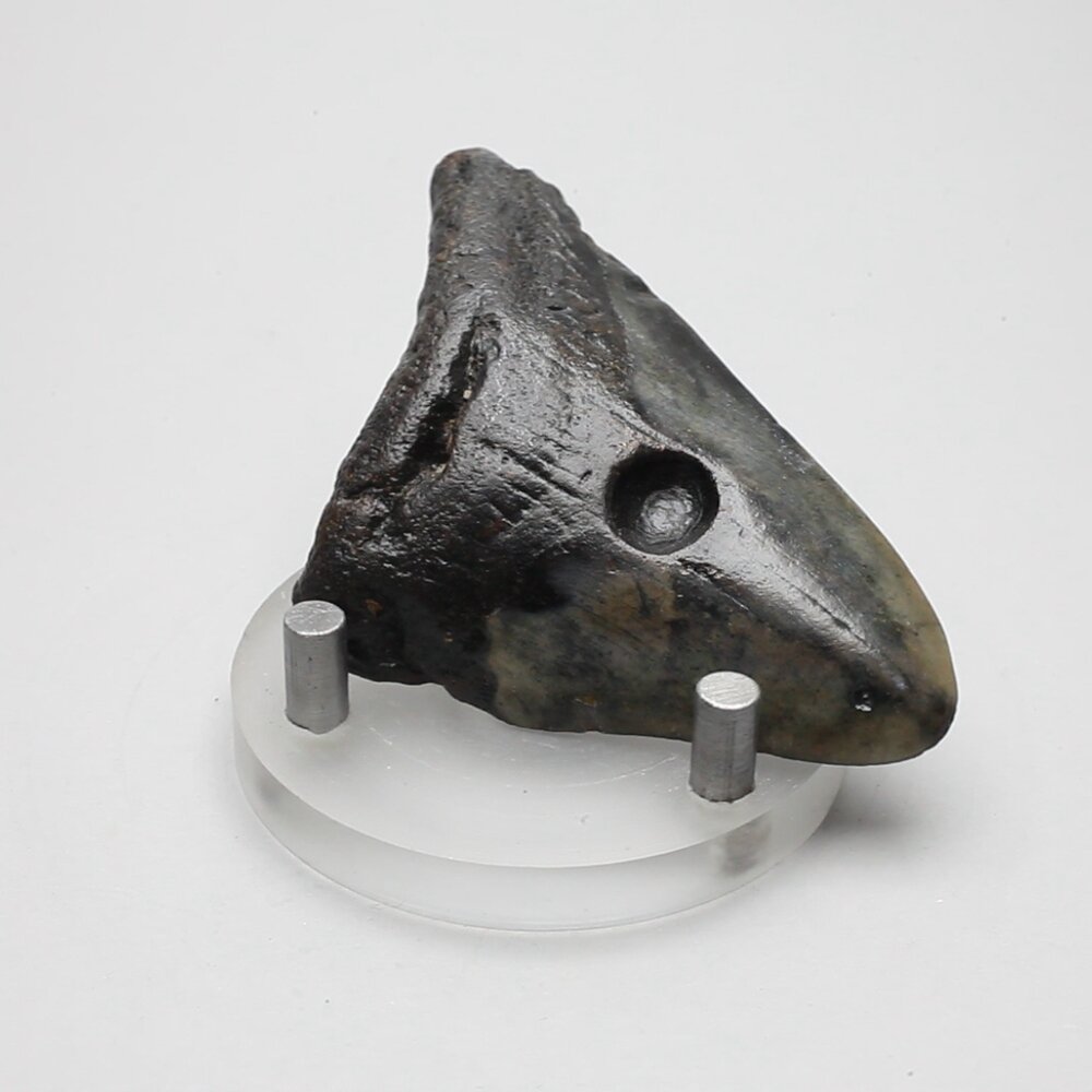 Fossilised Teeth