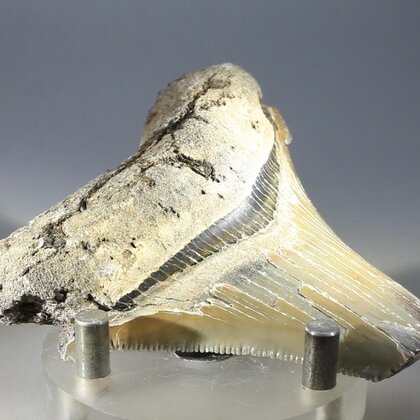 Fossilised Teeth