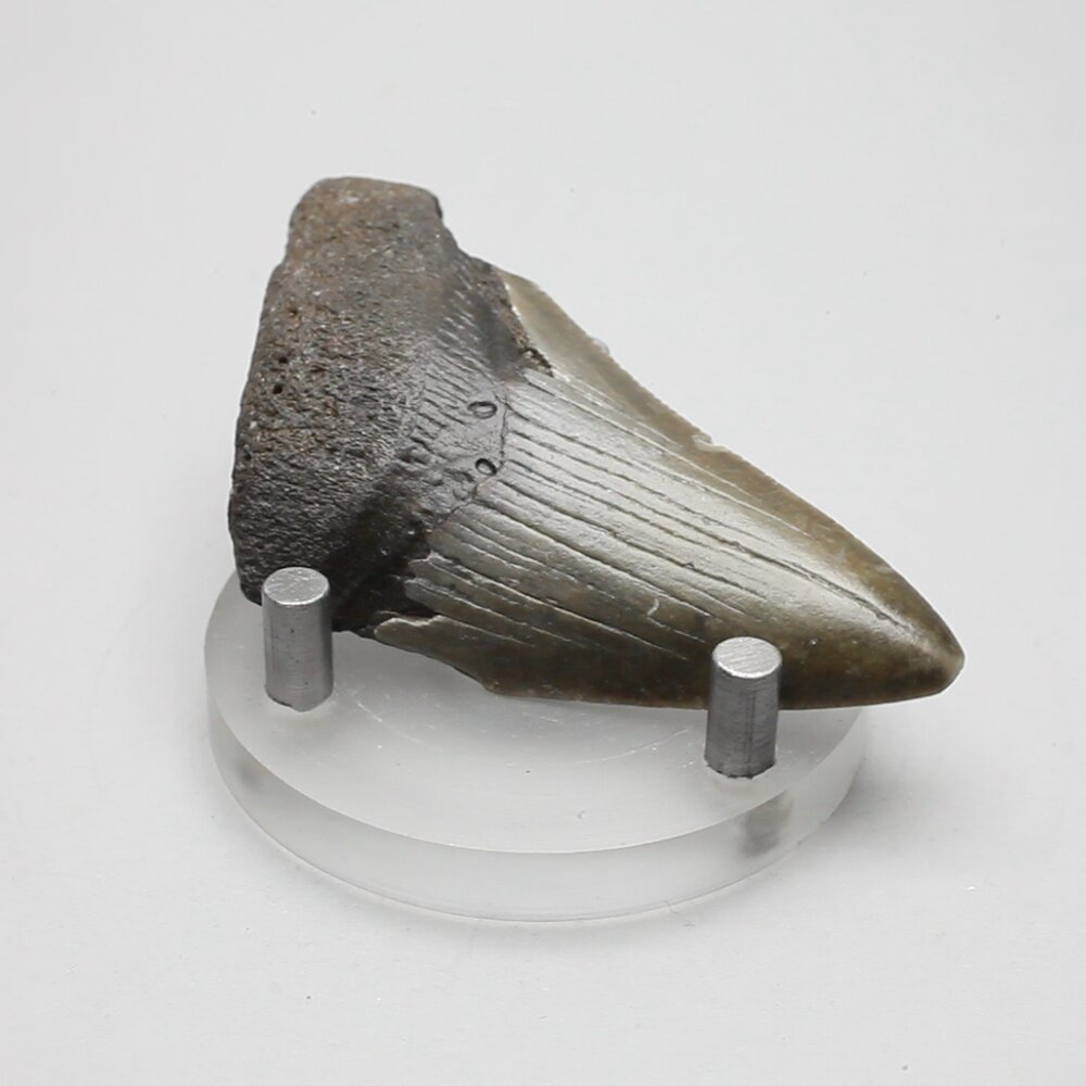 Gifts For Kids | Fossilised Megalodon Tooth ~65mm