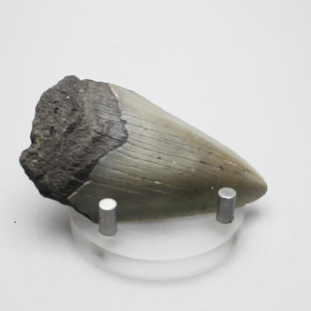 Fossilised Teeth
