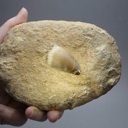 Fossilised Teeth