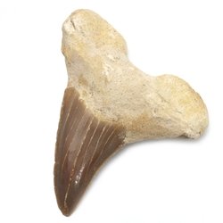 Fossilised Crow Shark Corax Tooth - Large