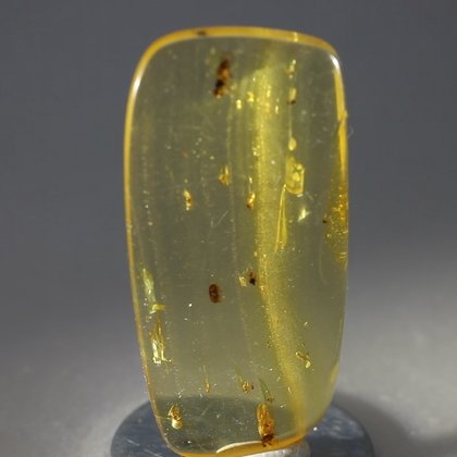 Amber Fossils