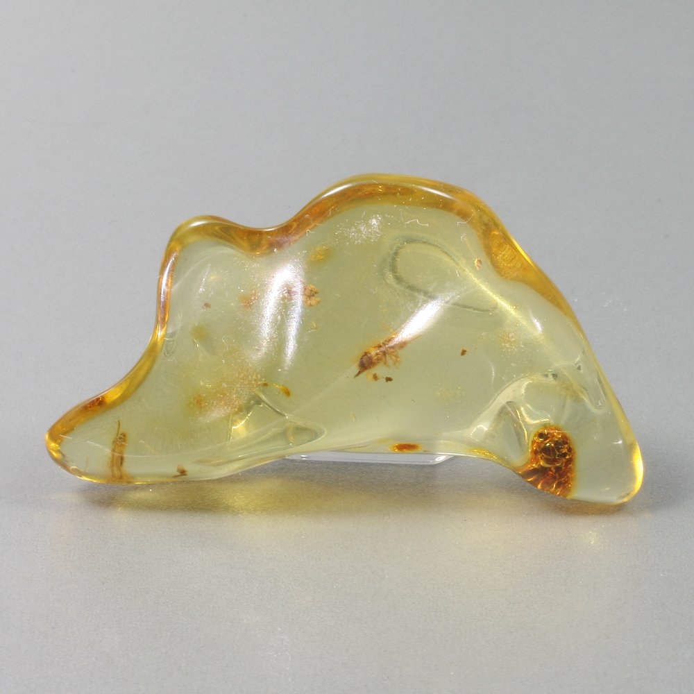 Amber Fossils