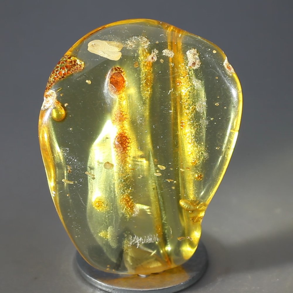 Amber Fossils