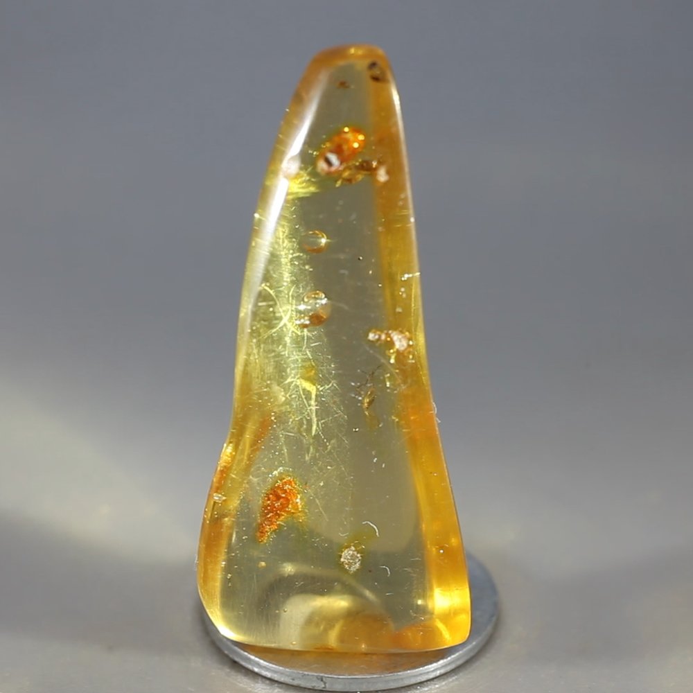 Amber Fossils