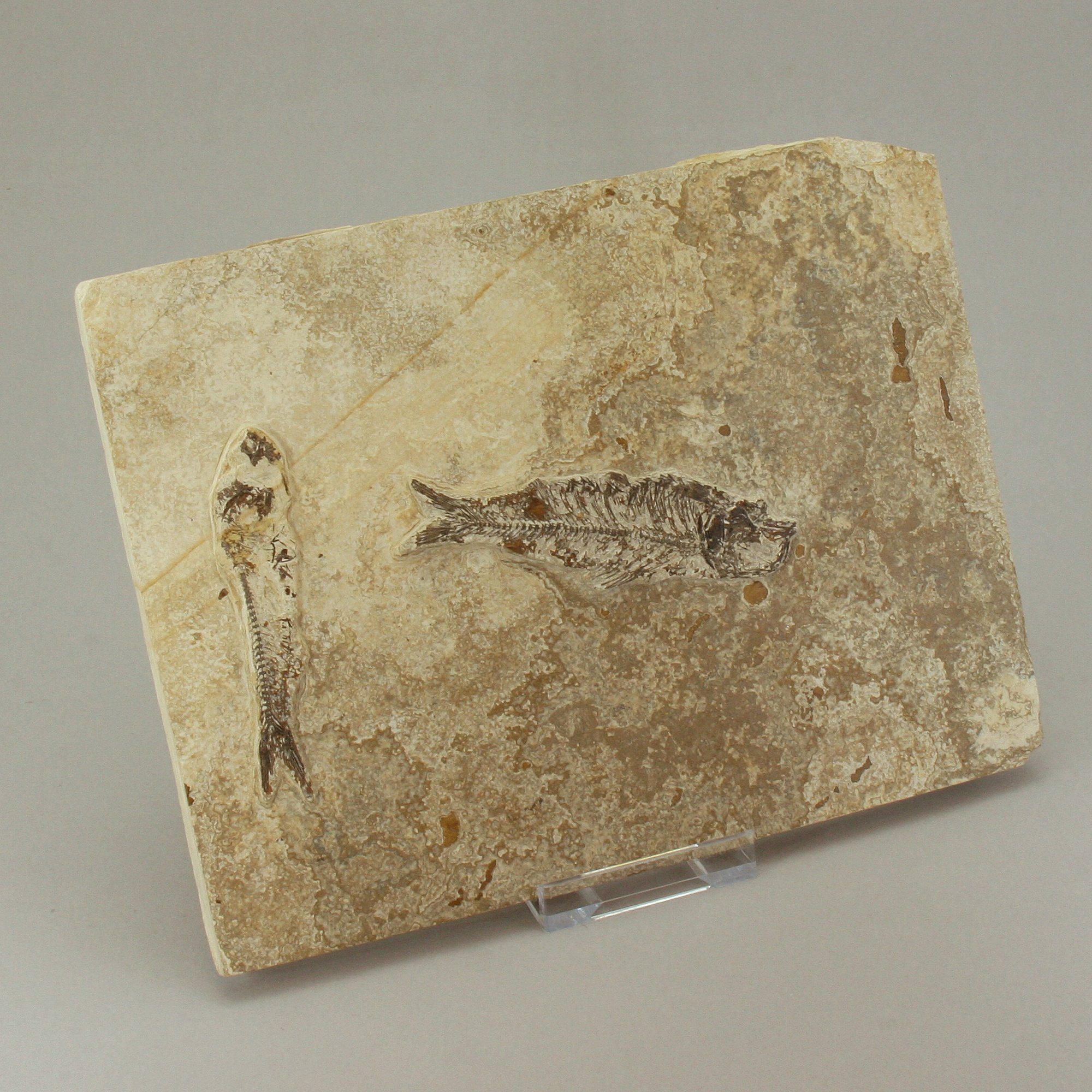 Fish Fossils