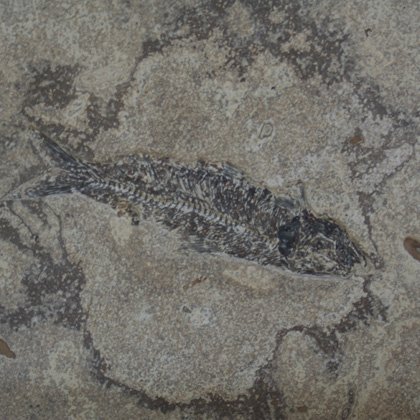 Fish Fossils