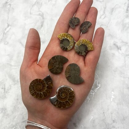 Mini Ammonite Pairs