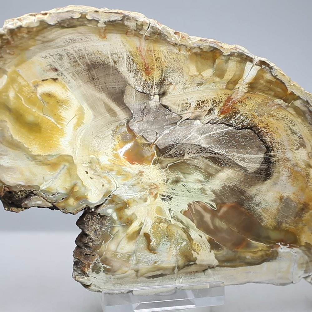 Petrified Wood
