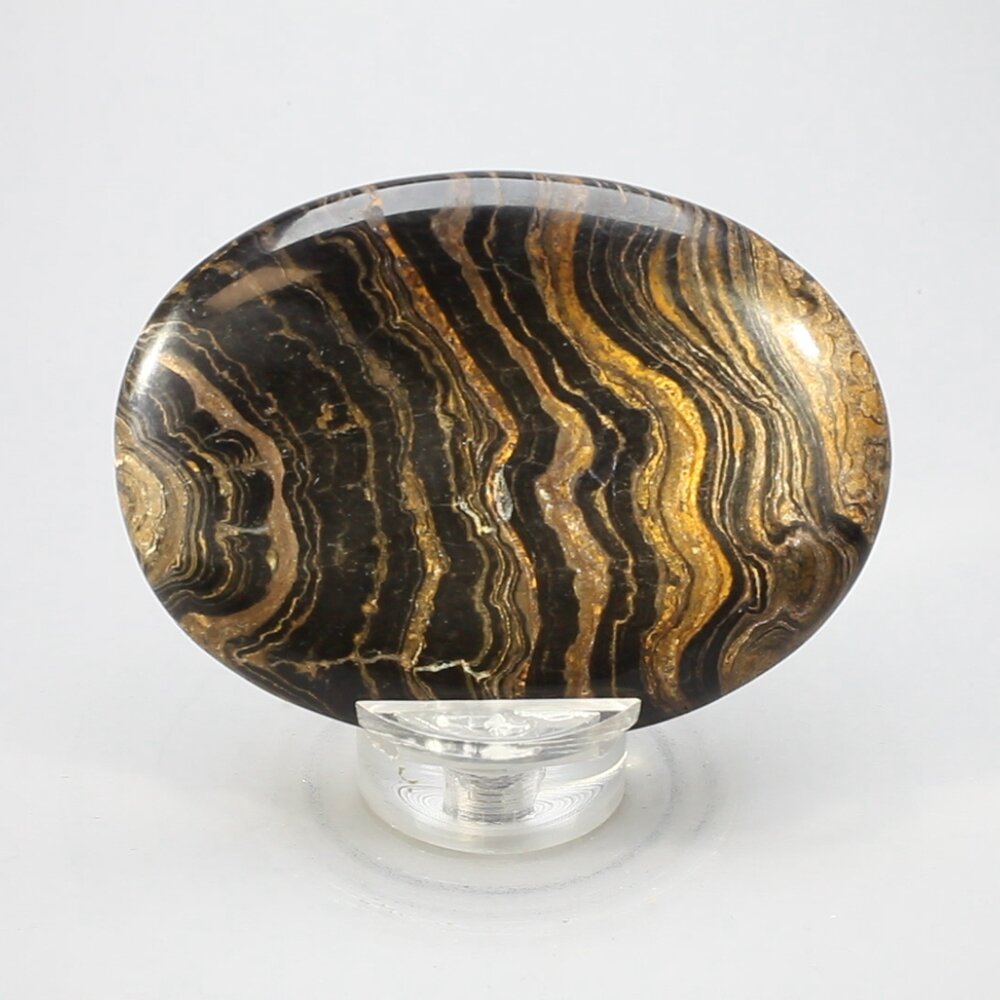 Stromatolite Palmstone (Extra Grade)