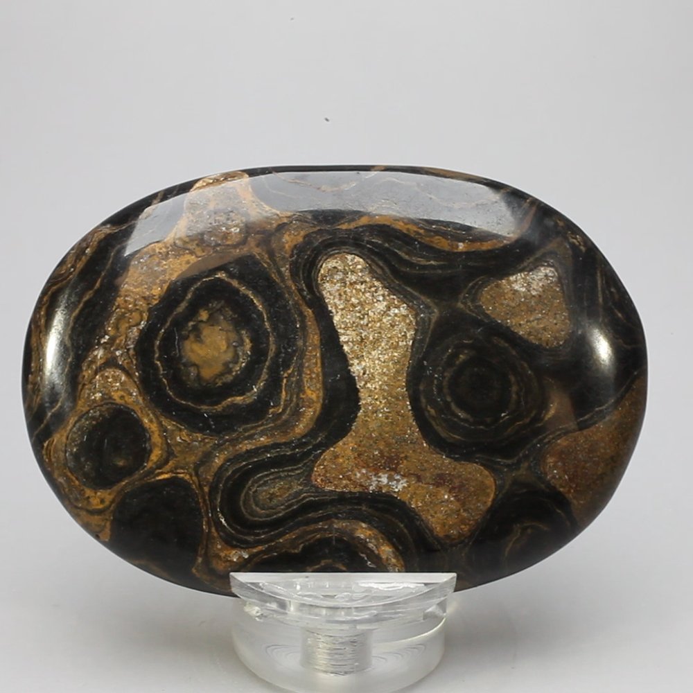 Stromatolite Palmstone (Extra Grade)