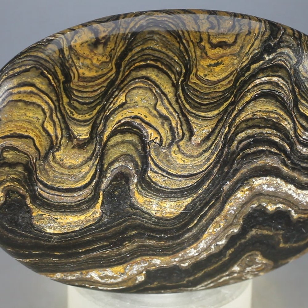 Stromatolite Palmstone (Extra Grade)
