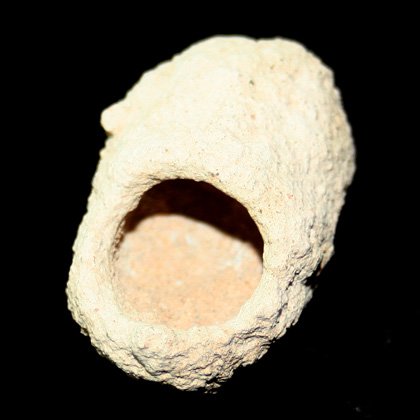 Miscellaneous Fossils